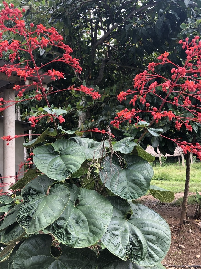 Pagoda flower (Clerodendrum paniculatum) Flower, Leaf, Care, Uses ...