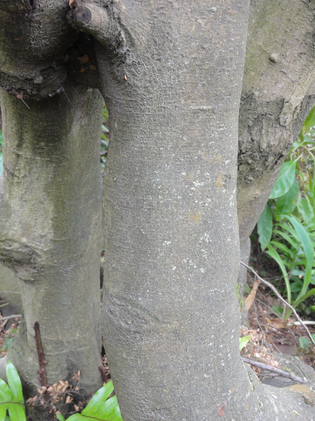 Toru (Toronia toru) Flower, Leaf, Care, Uses - PictureThis