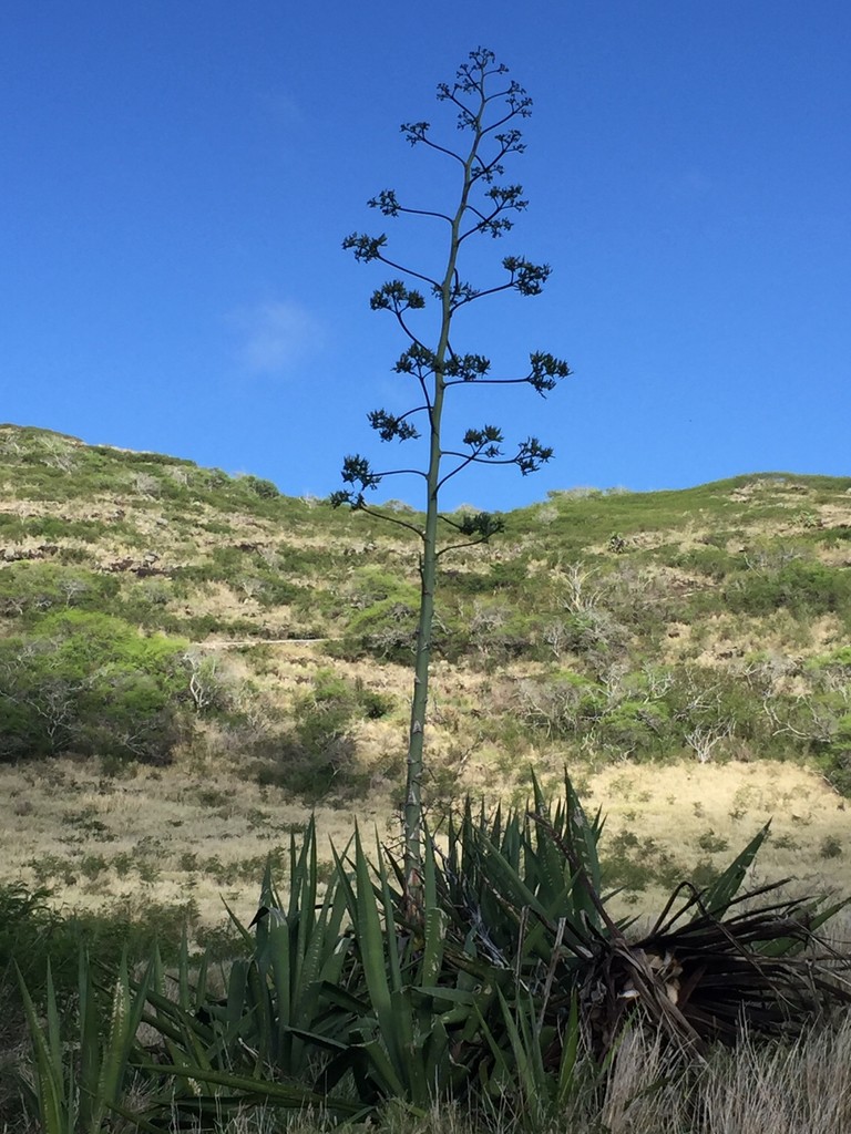 Asparagus and allies (Asparagales) Flower, Leaf, Care, Uses - PictureThis