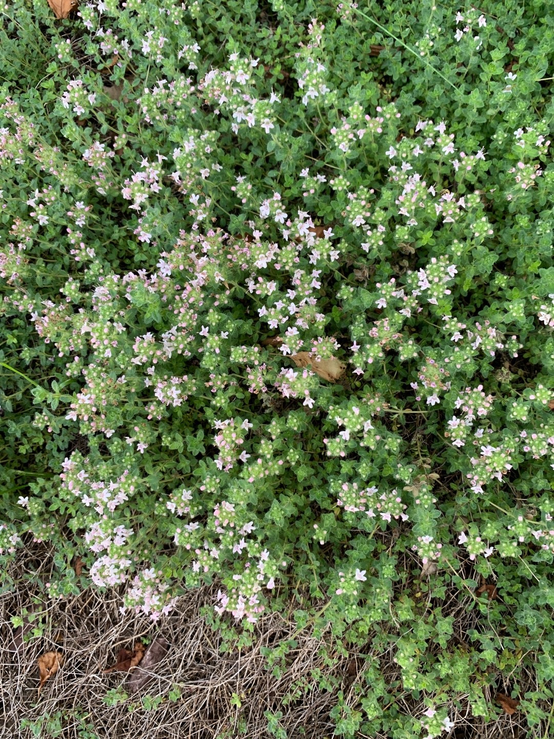 Thymes Care (Watering, Fertilize, Pruning, Propagation) - PictureThis