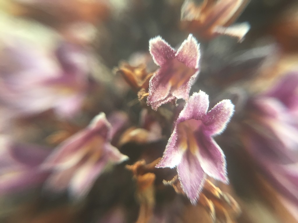 Chaparral broomrape (Aphyllon tuberosum) Flower, Leaf, Care, Uses ...