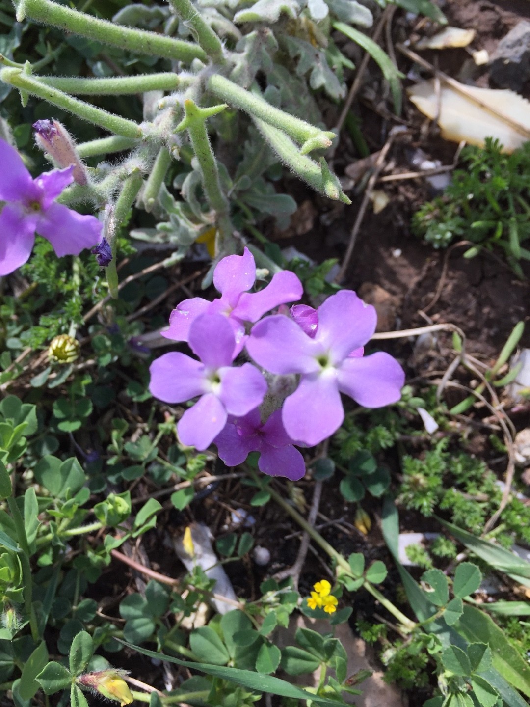 Matthiola - PictureThis