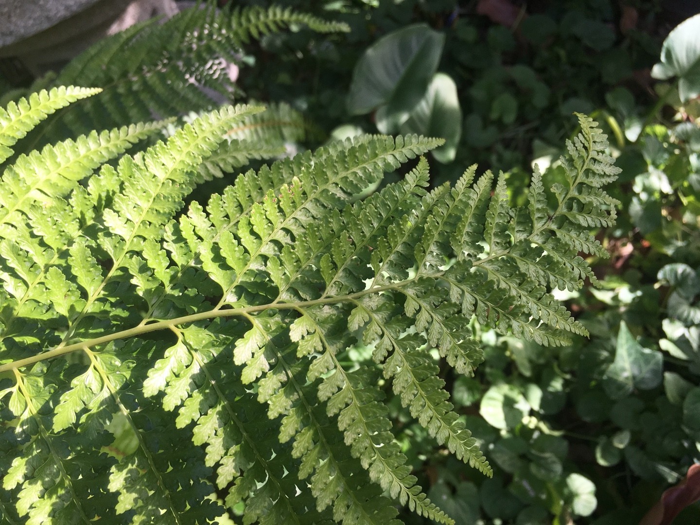 Palapalai Care (Watering, Fertilize, Pruning, Propagation) - PictureThis