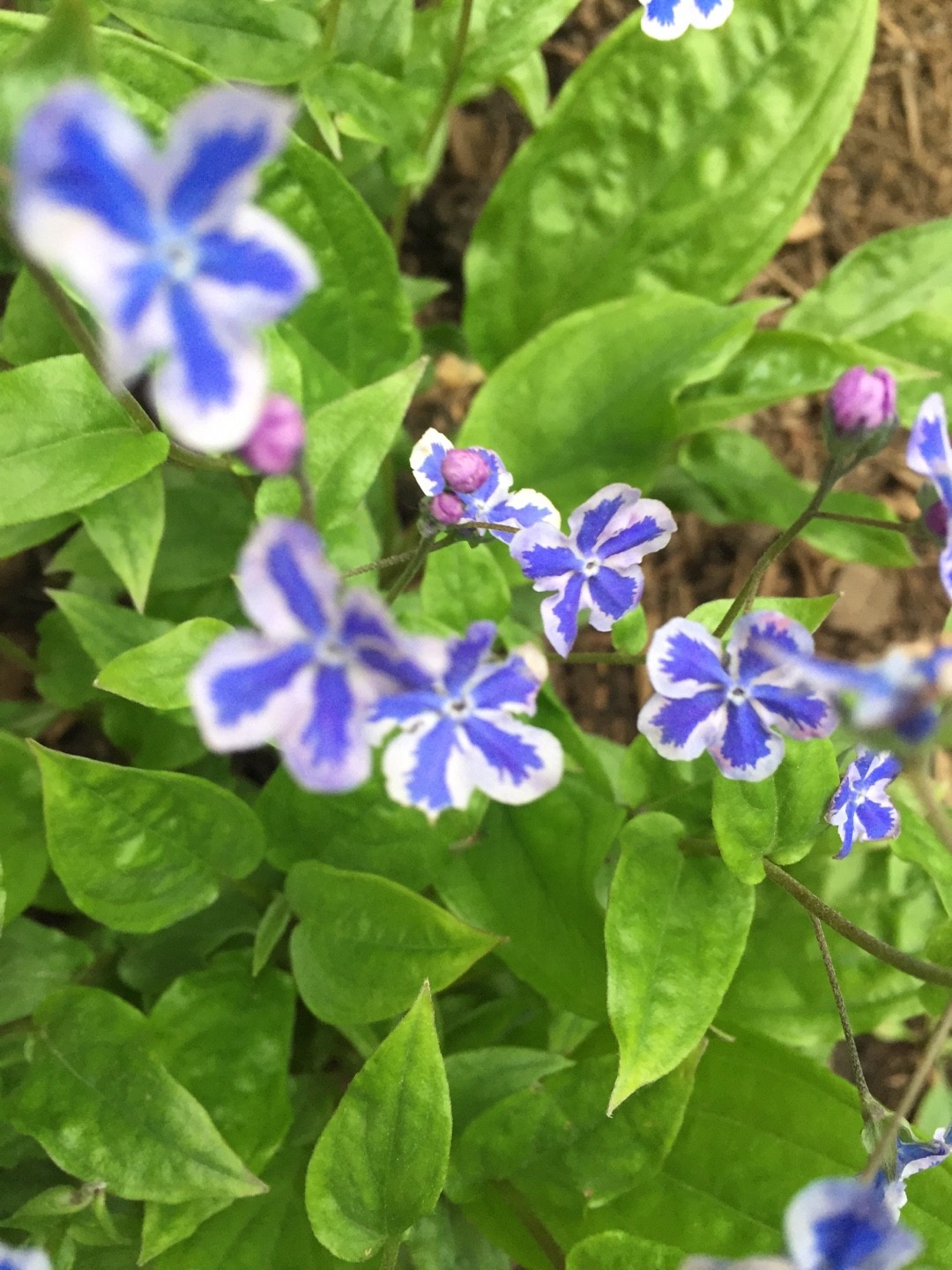 Navelwort (Omphalodes) Flower, Leaf, Care, Uses - PictureThis