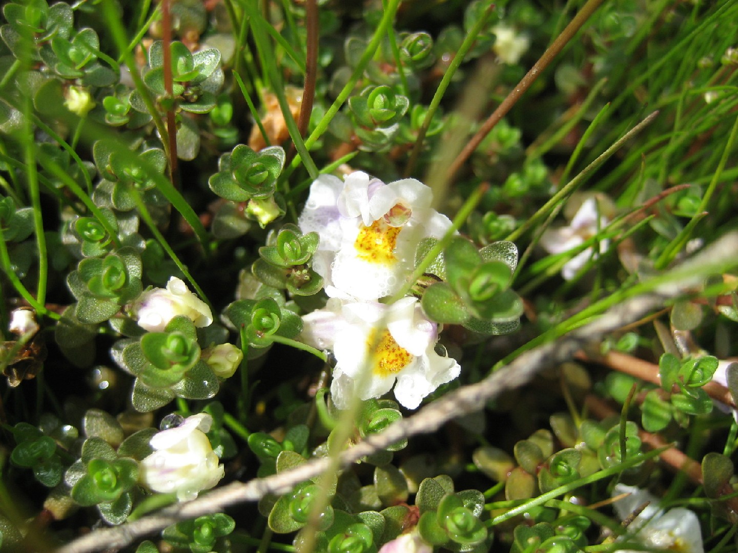 Thyridia repens - PictureThis