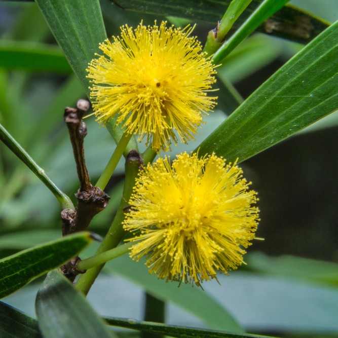 Acacia confusa - PictureThis