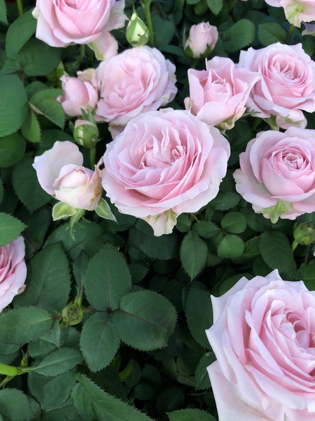 Roses 'Constance Spry' (Rosa 'Constance Spry') Flower, Leaf, Care, Uses ...