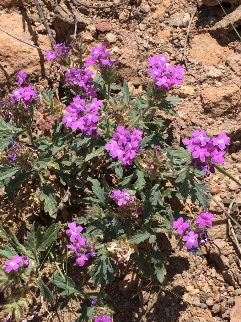 Mock vervain (Glandularia) Flower, Leaf, Care, Uses - PictureThis