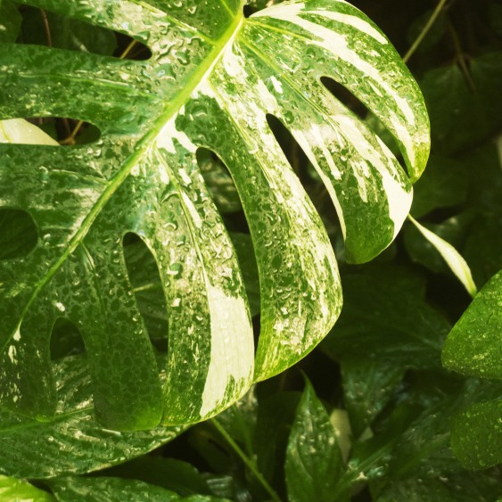 Monstera deliciosa 'Marmorata' - PictureThis