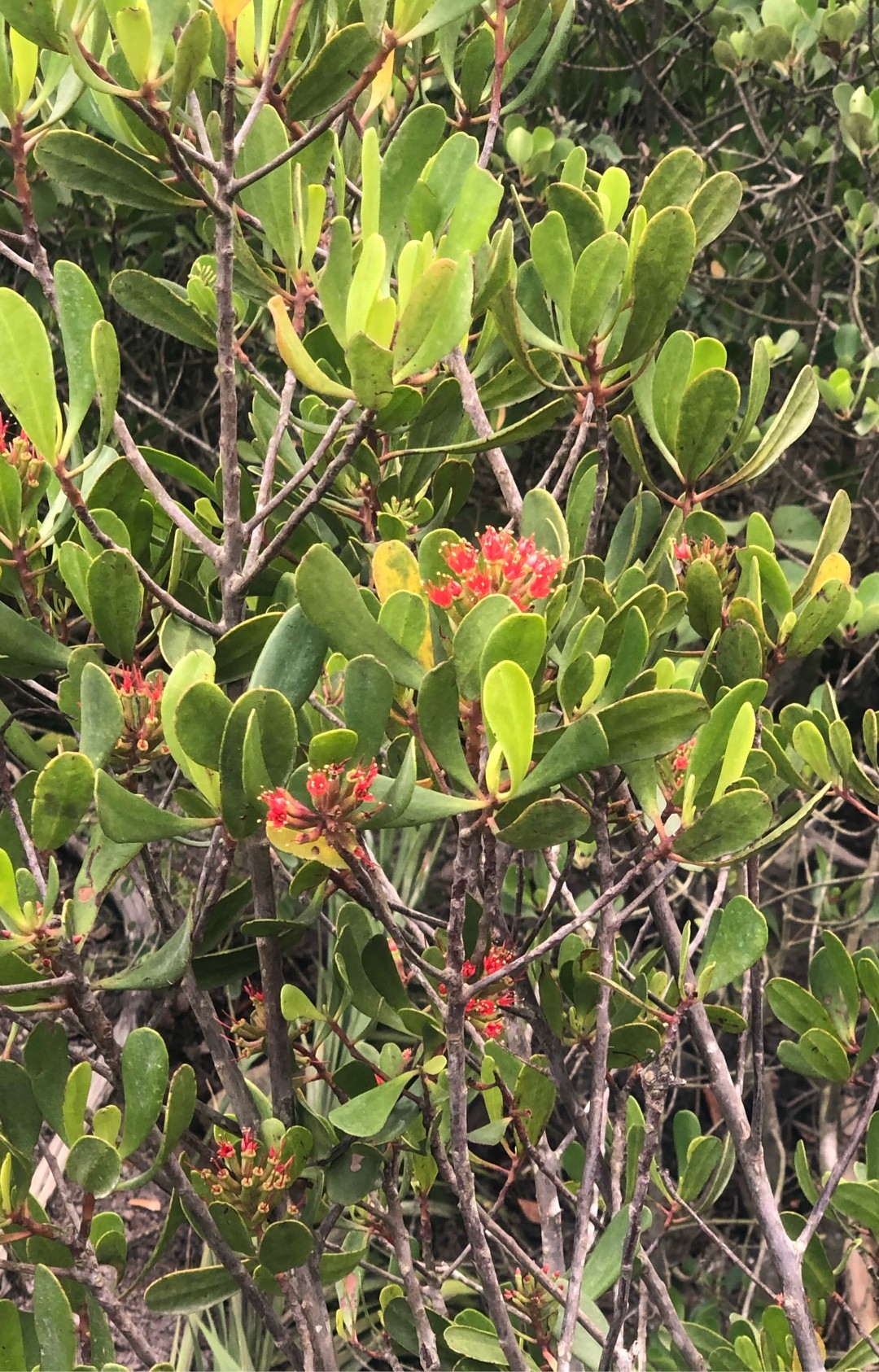 Black mangroves Care (Watering, Fertilize, Pruning, Propagation ...