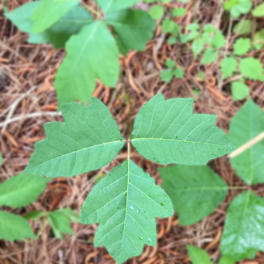 Atlantic poison oak (Toxicodendron pubescens) Flower, Leaf, Care, Uses ...