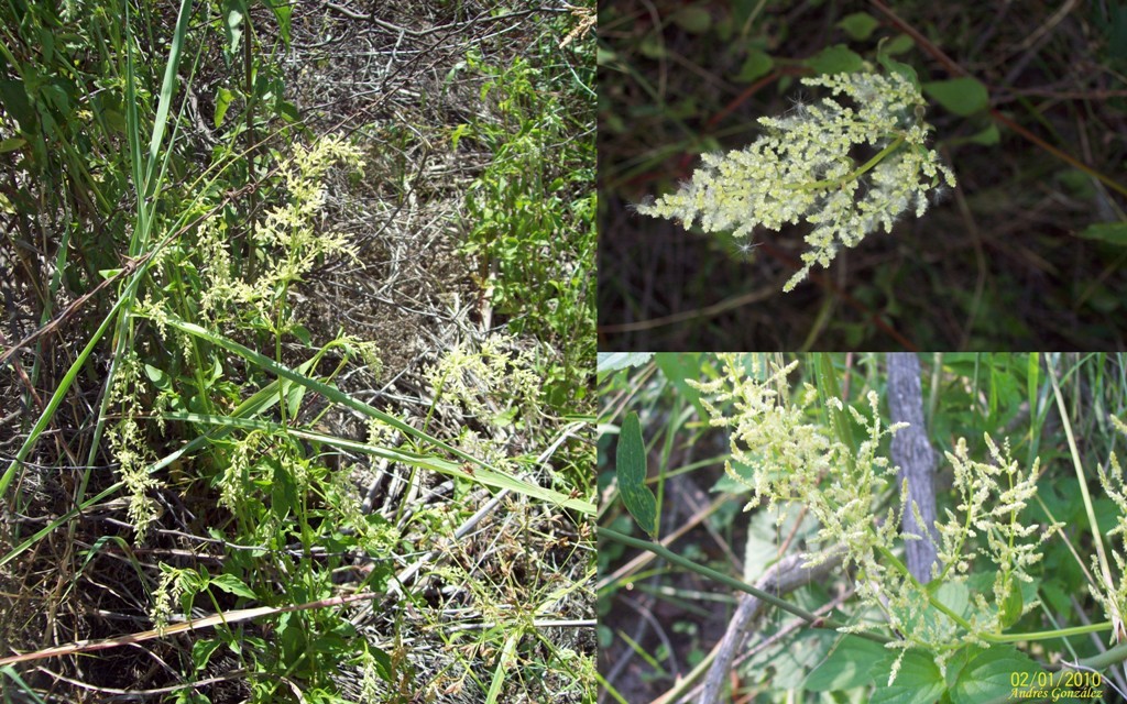 Iresine diffusa 花言葉，毒性，よくある質問 - PictureThis