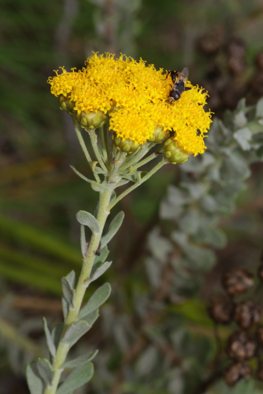Kouterbos (Athanasia trifurcata) Flower, Leaf, Care, Uses - PictureThis