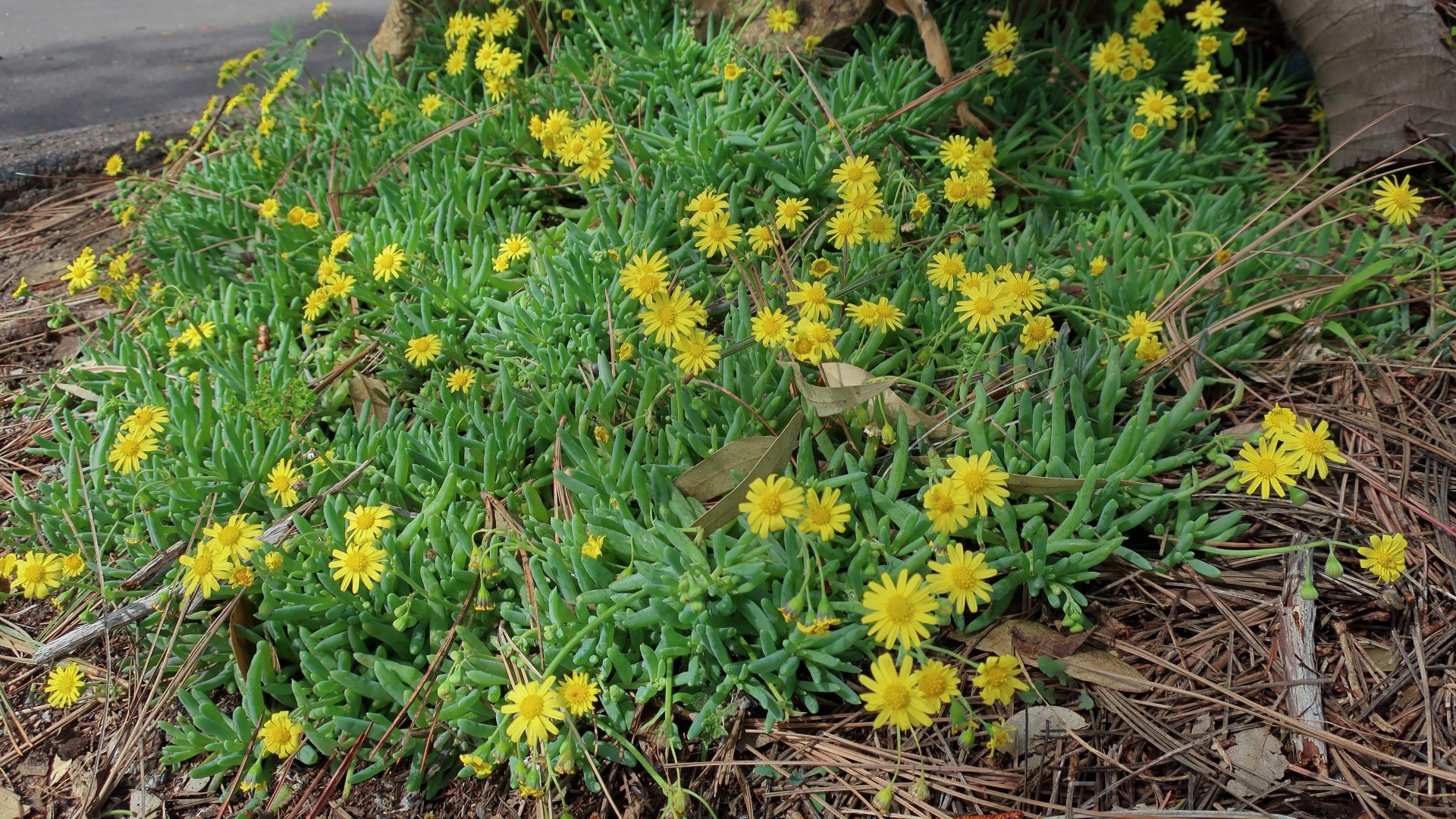 Baboon cabbage (Othonna) Flower, Leaf, Care, Uses - PictureThis