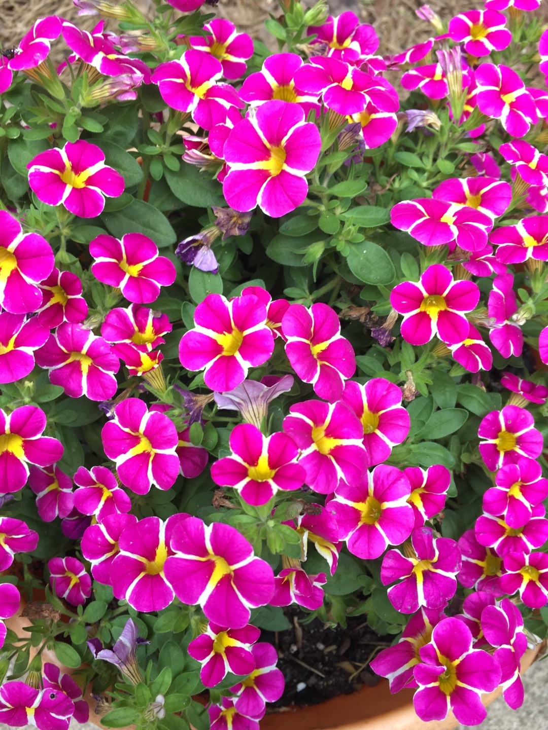 Calibrachoa - PictureThis