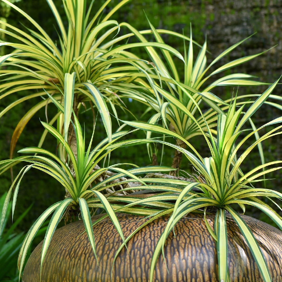 Spider plants Care (Watering, Fertilize, Pruning, Propagation ...