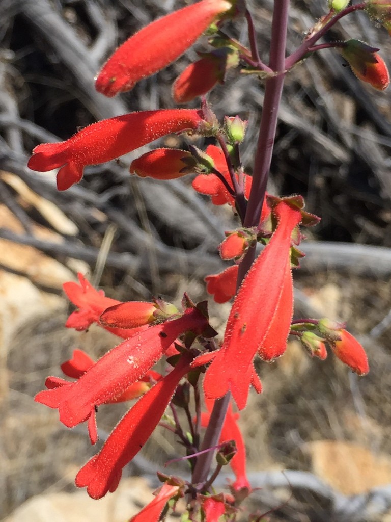 Big bend beardtongue (Penstemon havardii) Flower, Leaf, Care, Uses ...