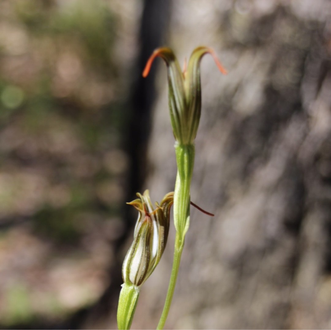 Pterostylis Flower, Leaf, Care, Uses - PictureThis
