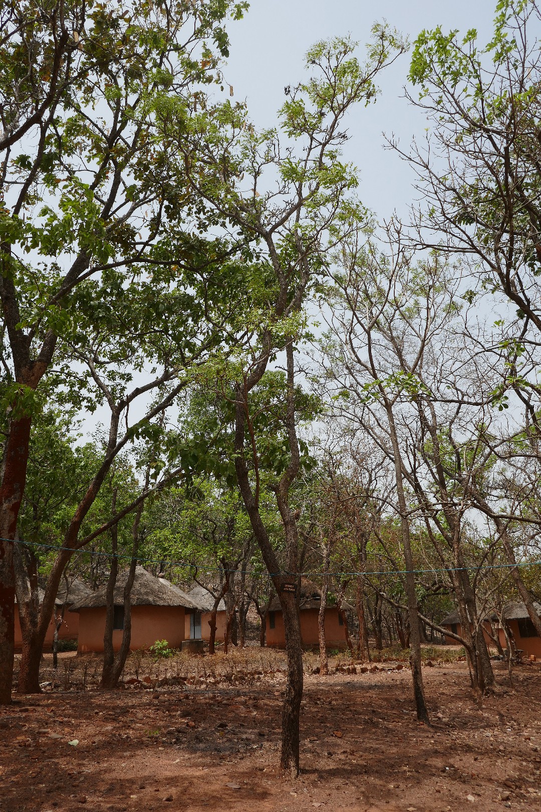 Burkea africana - PictureThis