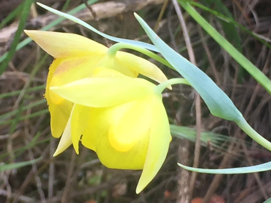 Mt. diablo fairy-lantern (Calochortus pulchellus) Flower, Leaf, Care ...