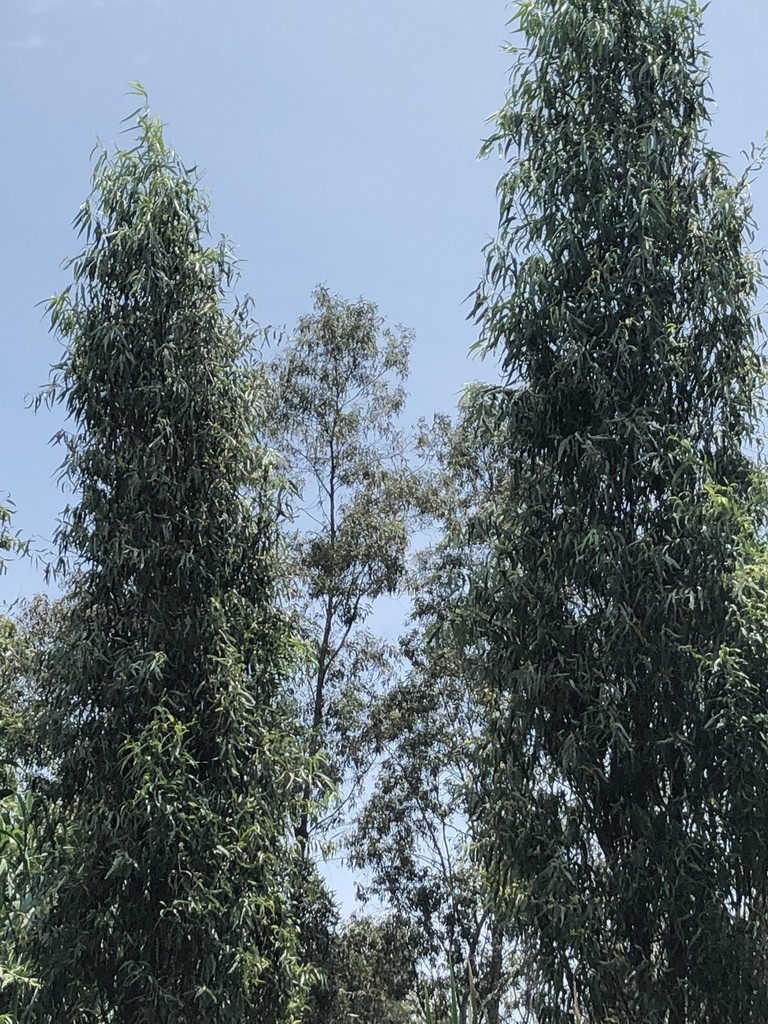 Ahuejote (Salix bonplandiana) - PictureThis