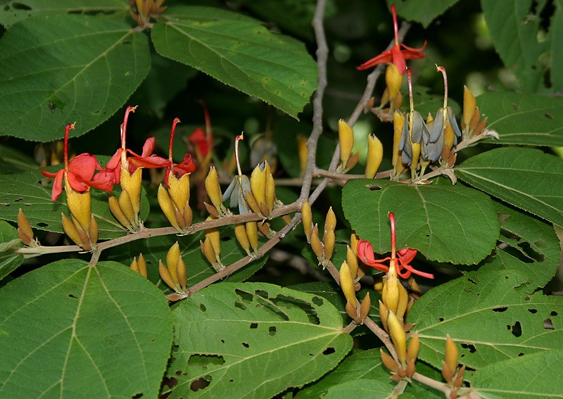 Helicteres isora - PictureThis