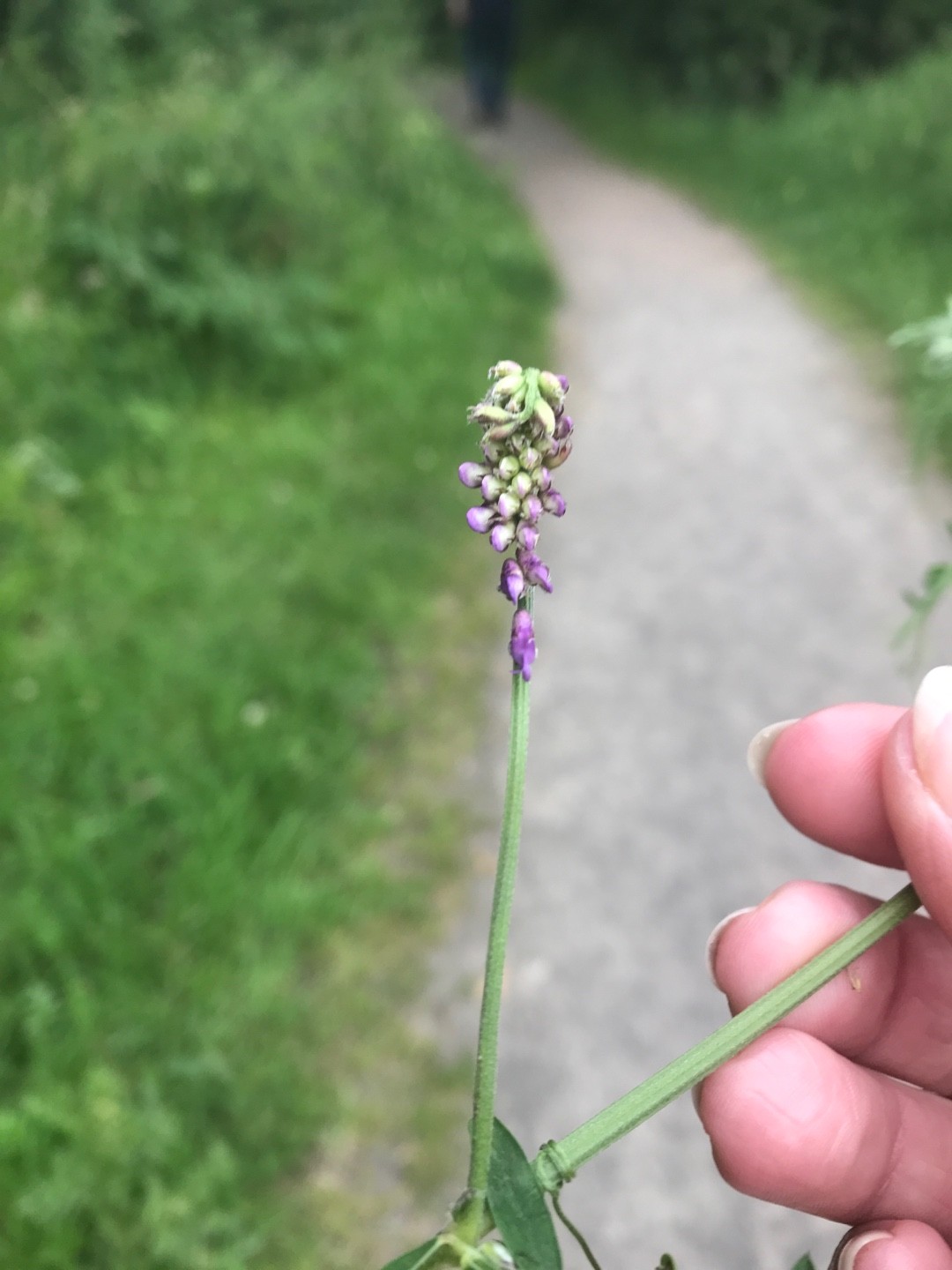 Primula watsonii - PictureThis