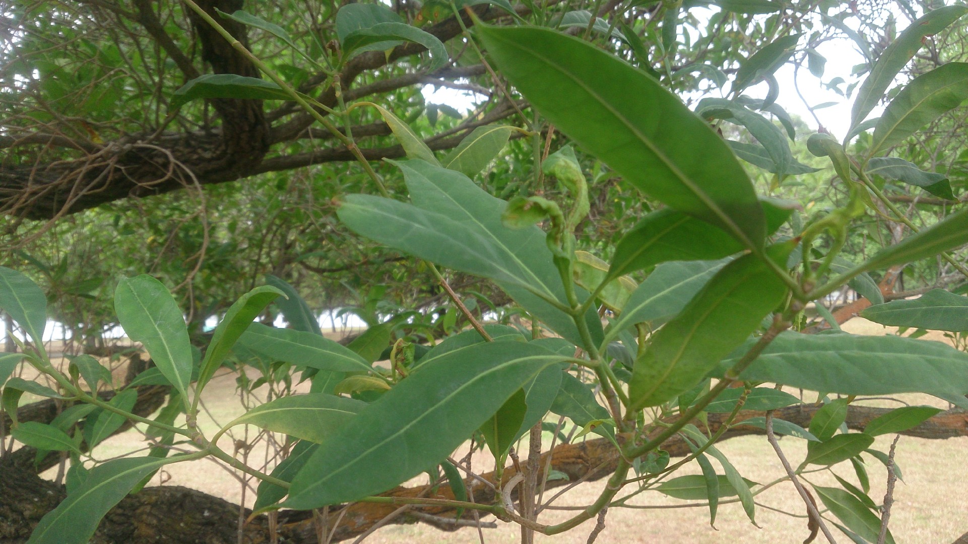 Cyrtophyllum fragrans Cuidados (Plantando, Fertilizantes, Enfermedades ...