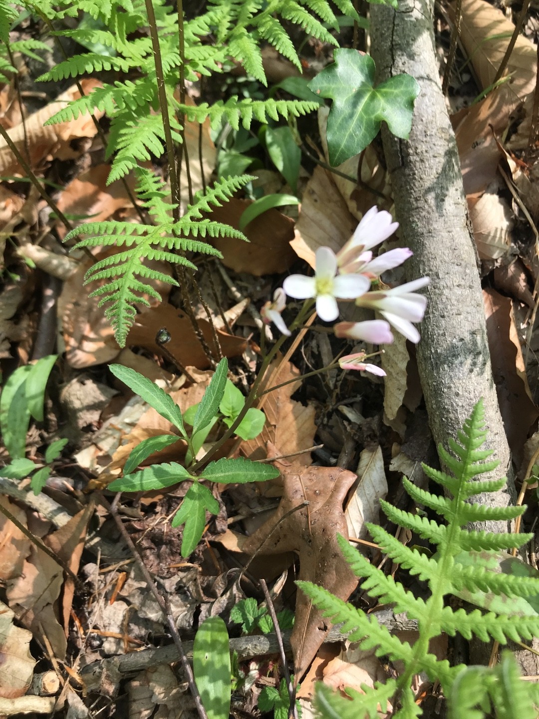 Cardamine angustata - PictureThis