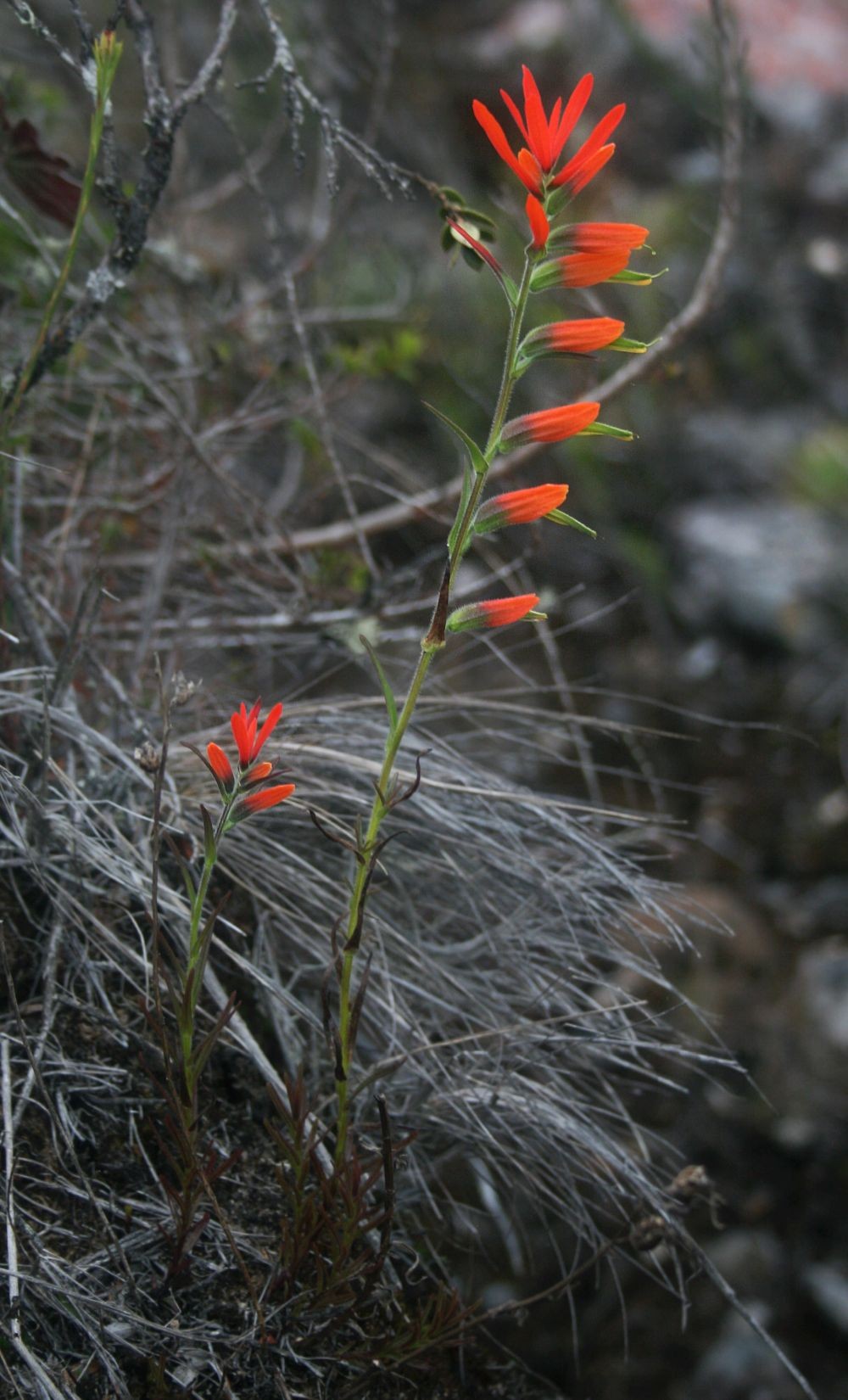 Flor de campo (Castilleja fissifolia) - PictureThis