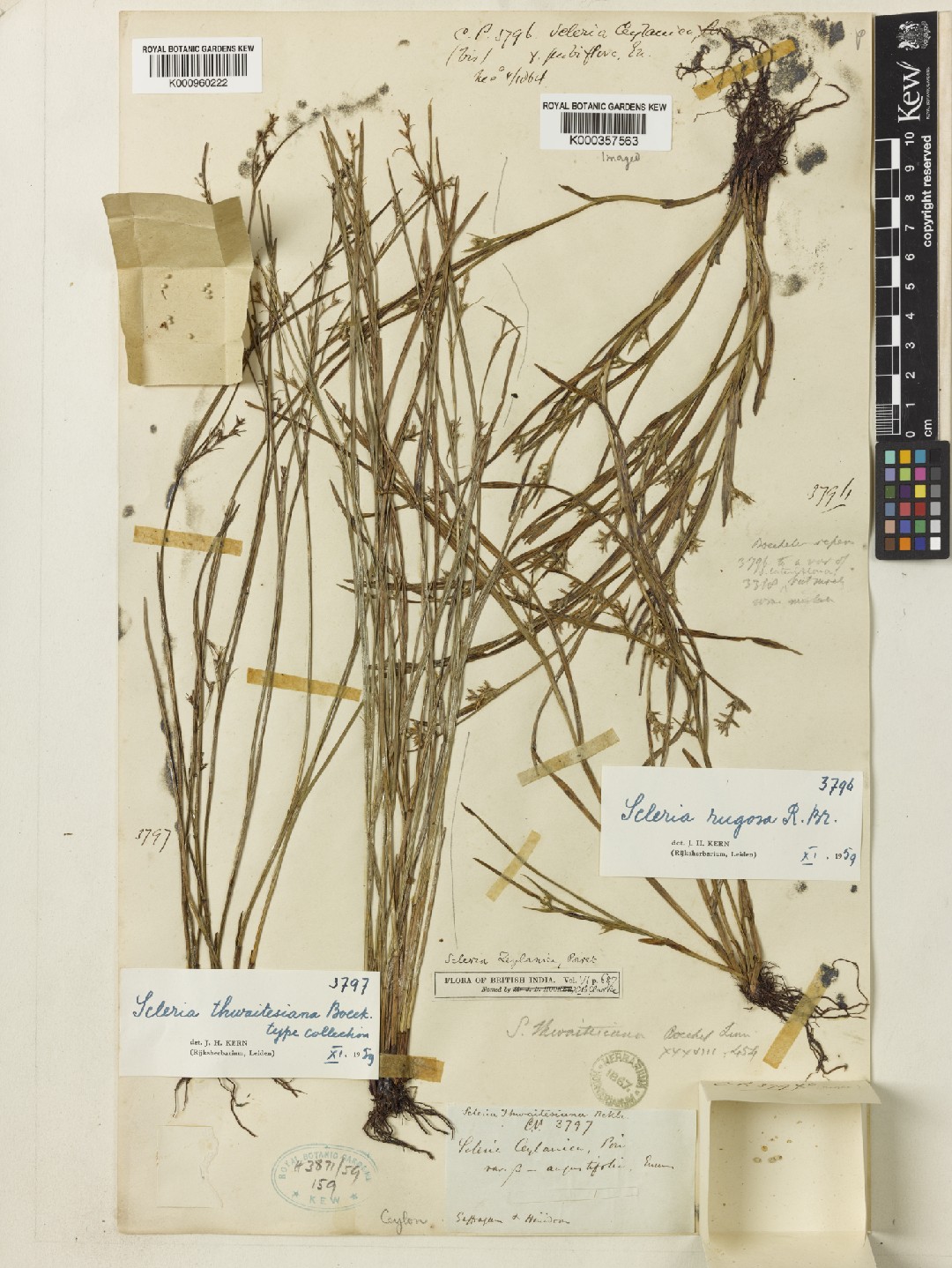 Nutrush (Scleria rugosa) Flower, Leaf, Care, Uses - PictureThis