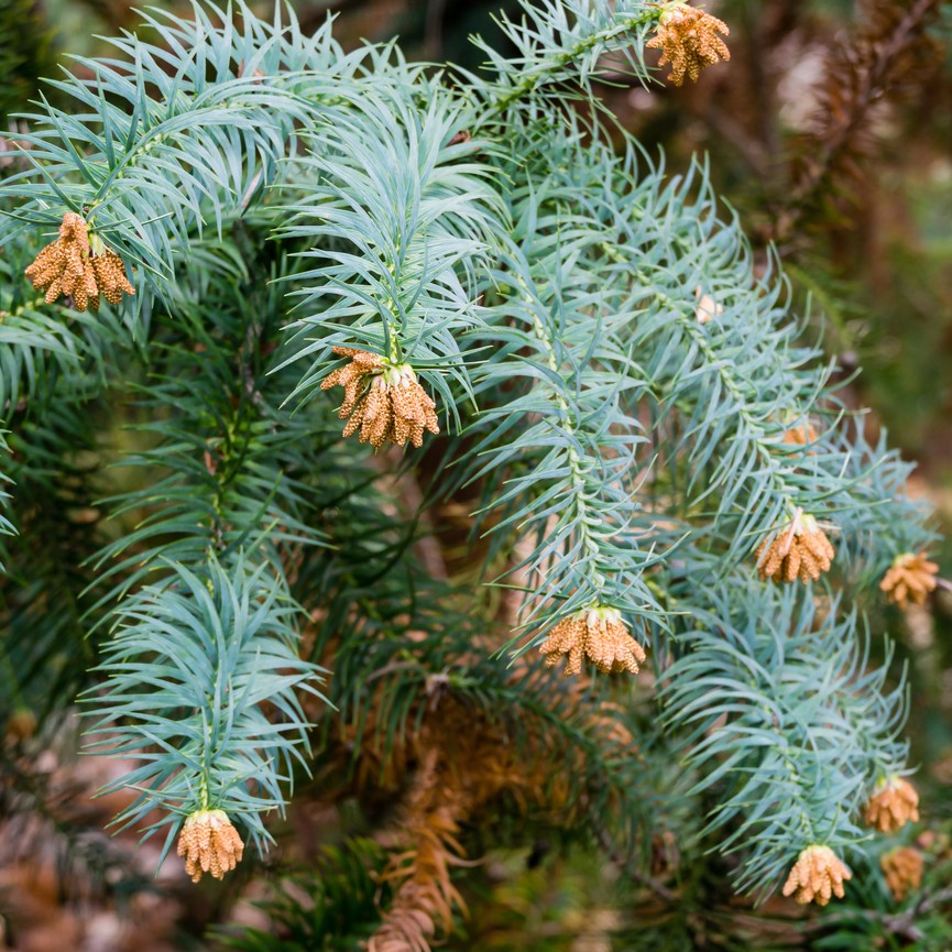 Куннингамия (Cunninghamia) - PictureThis