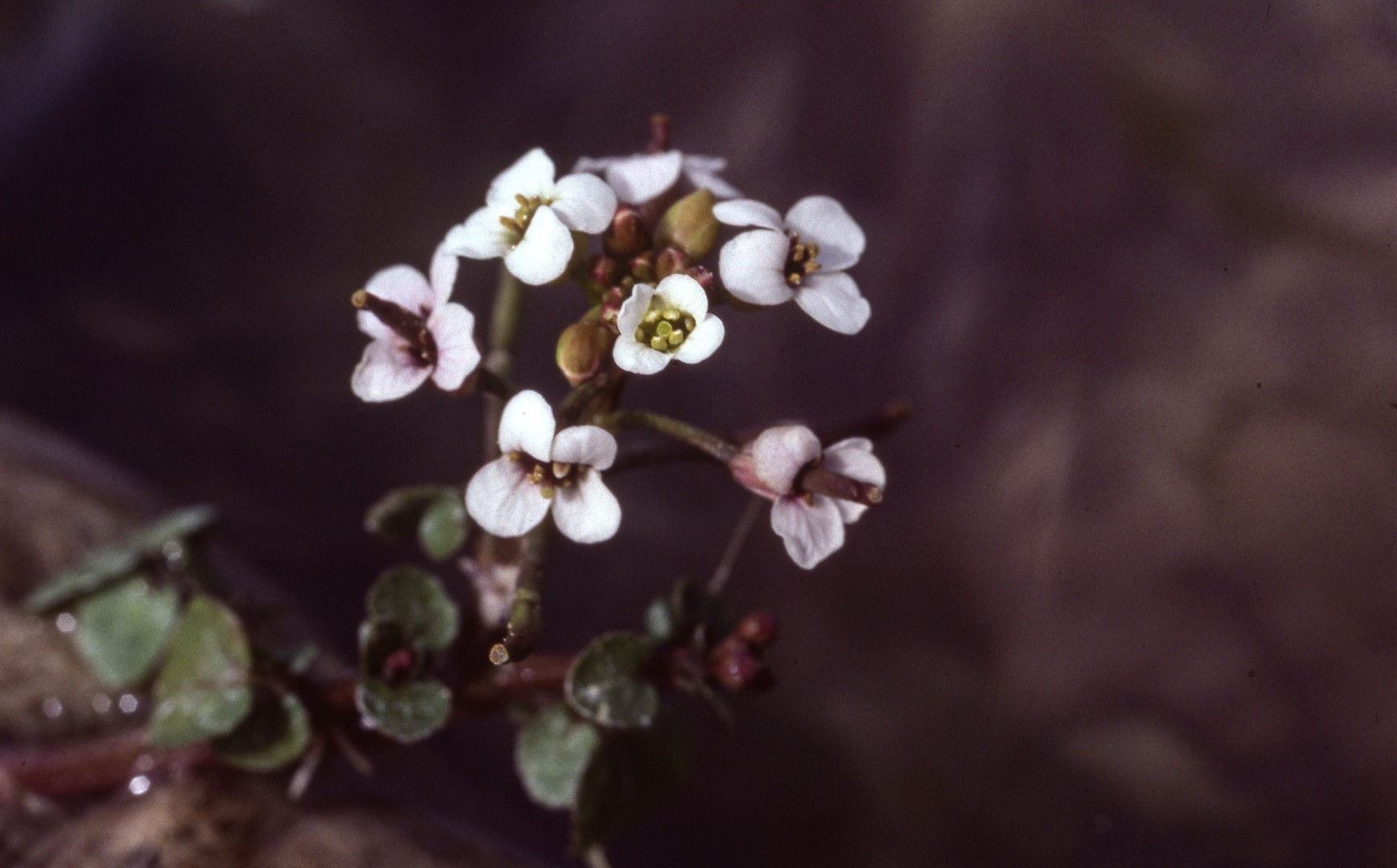 Coclearias (Cochlearia) - PictureThis