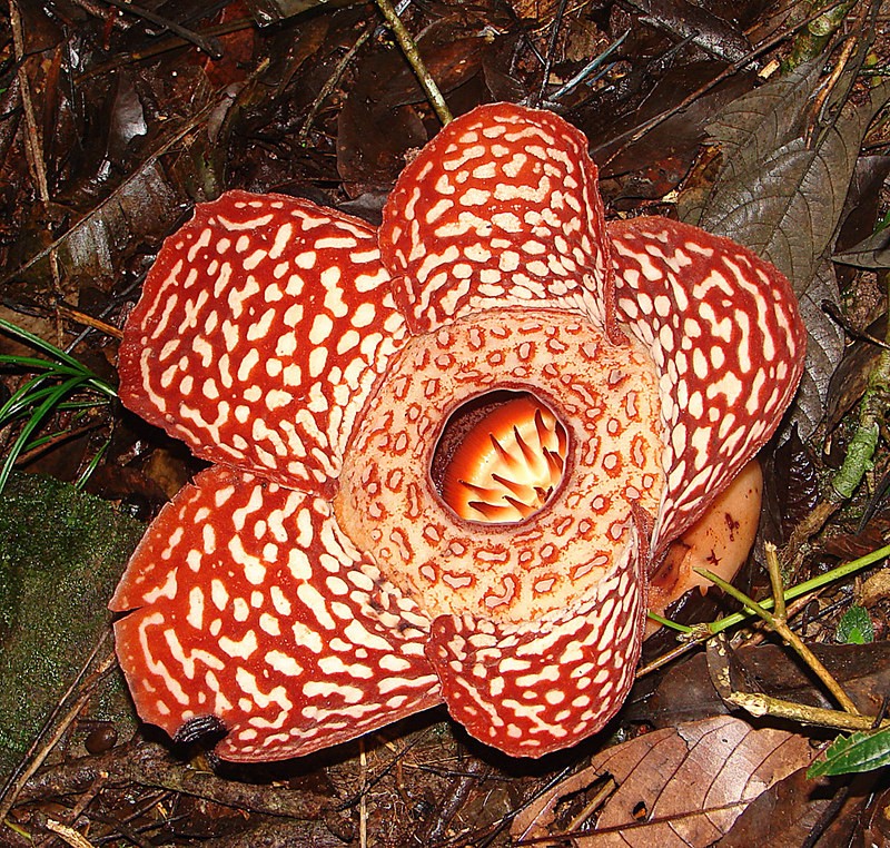 Rafflesia keithii 花言葉，毒性，よくある質問 - PictureThis