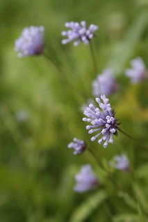 Blue woodruff (Asperula arvensis) Flower, Leaf, Care, Uses - PictureThis