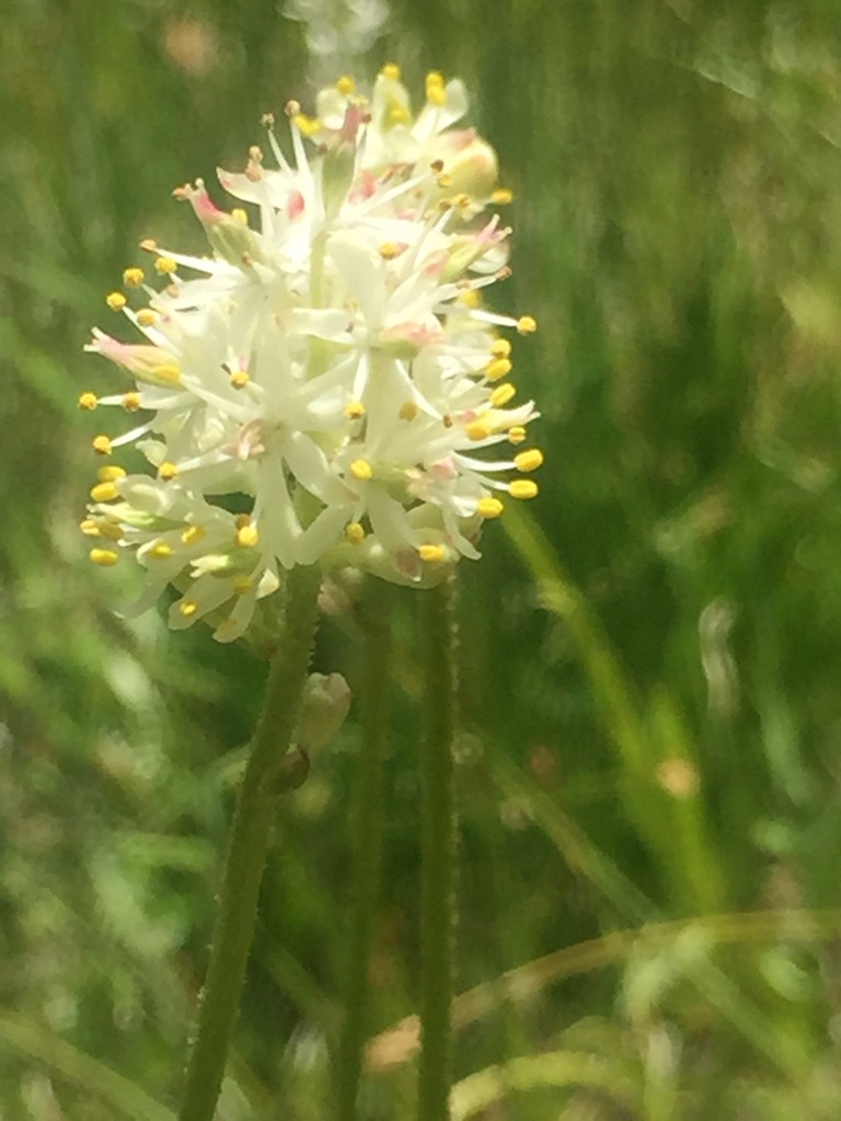 Triantha occidentalis - PictureThis
