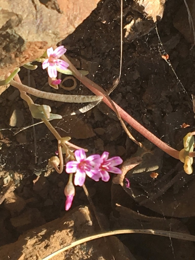 Gypsum springbeauty (Claytonia gypsophiloides) Flower, Leaf, Care, Uses ...