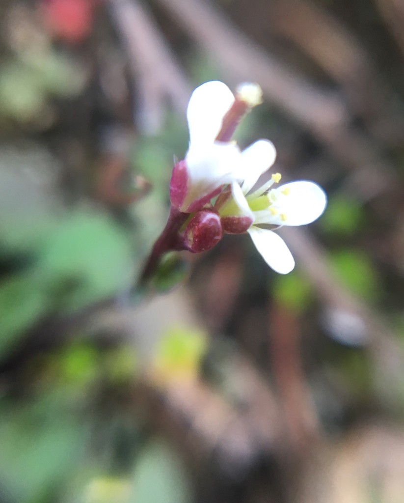 Cruciferae (Brassicaceae) Flower, Leaf, Care, Uses - PictureThis