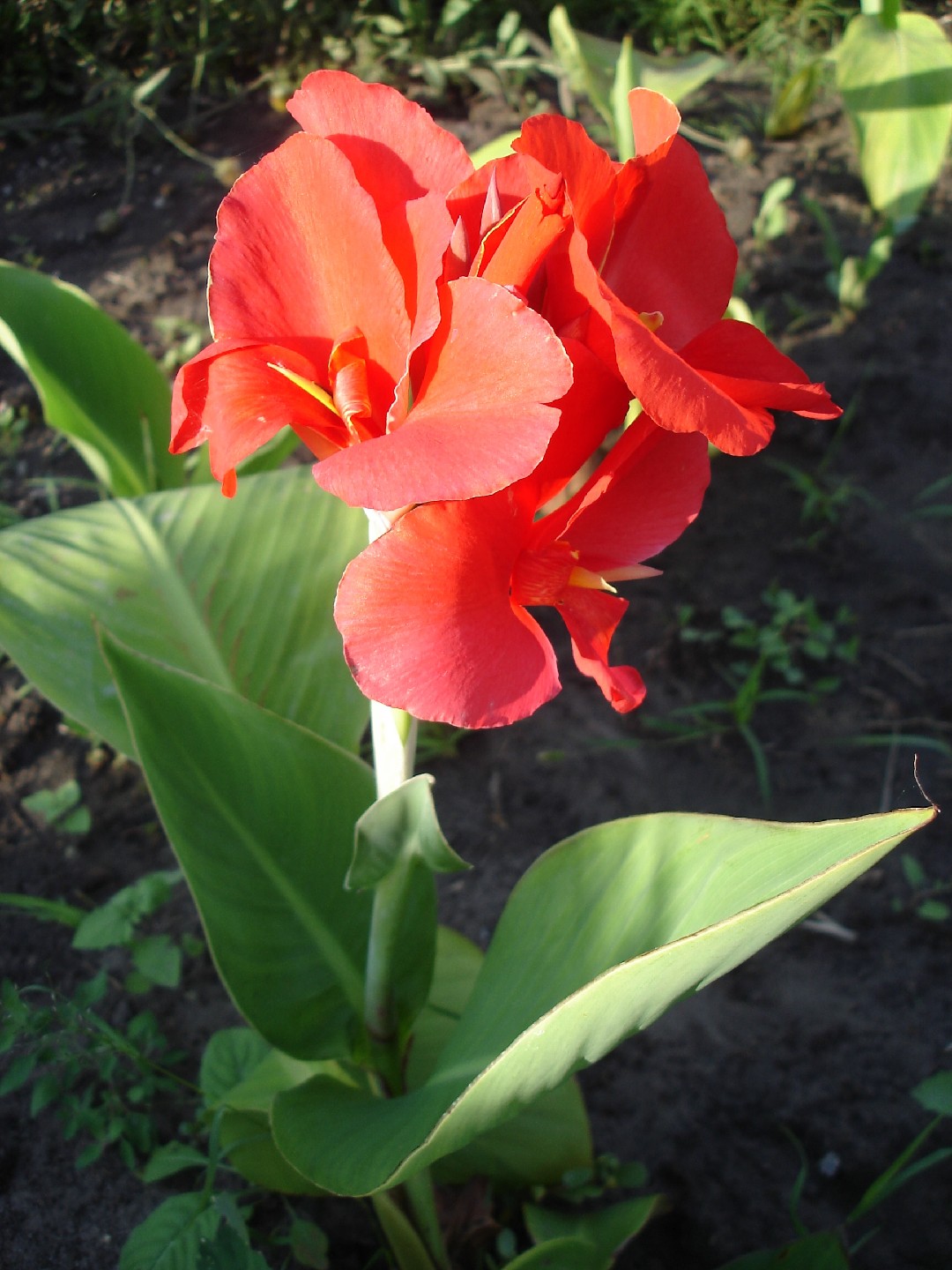 Canna × generalis 'President' - PictureThis