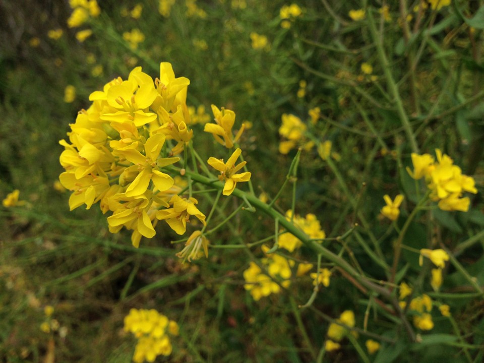 Cruciferae (Brassicaceae) Flower, Leaf, Care, Uses - PictureThis