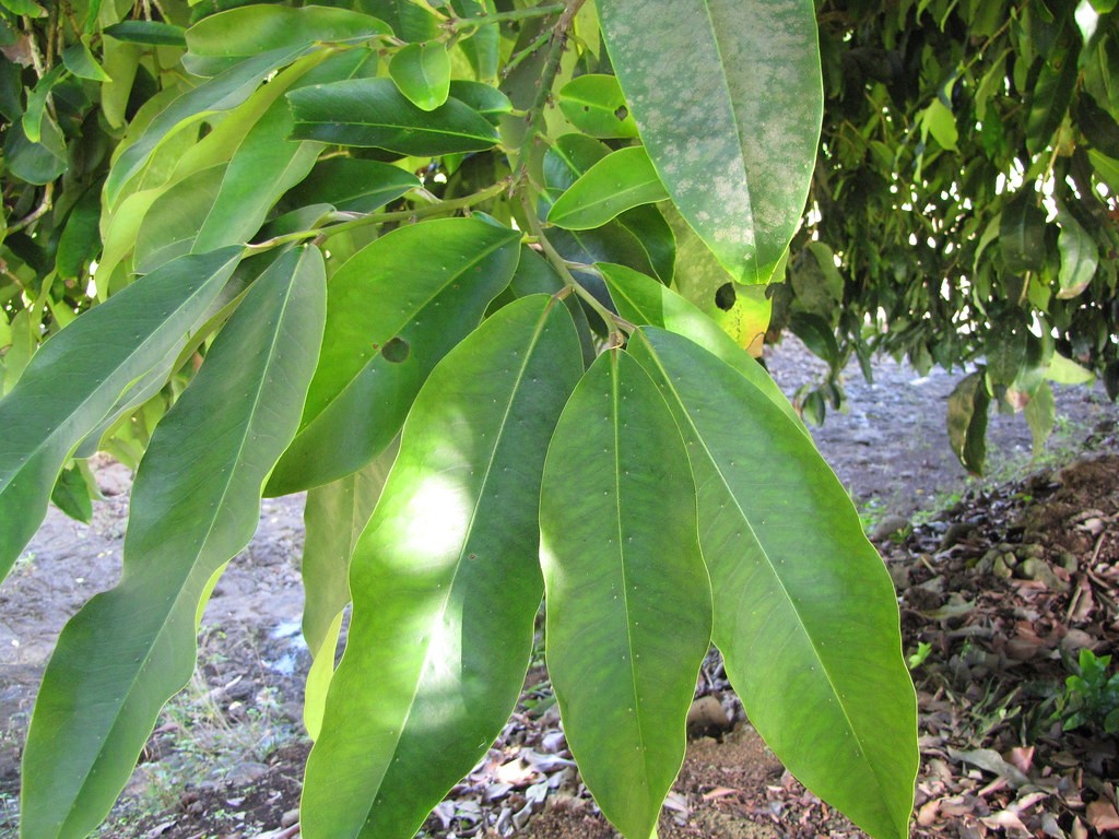 Mabolo (Diospyros discolor) - PictureThis