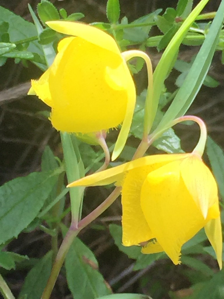 Mt. diablo fairy-lantern (Calochortus pulchellus) Flower, Leaf, Care ...