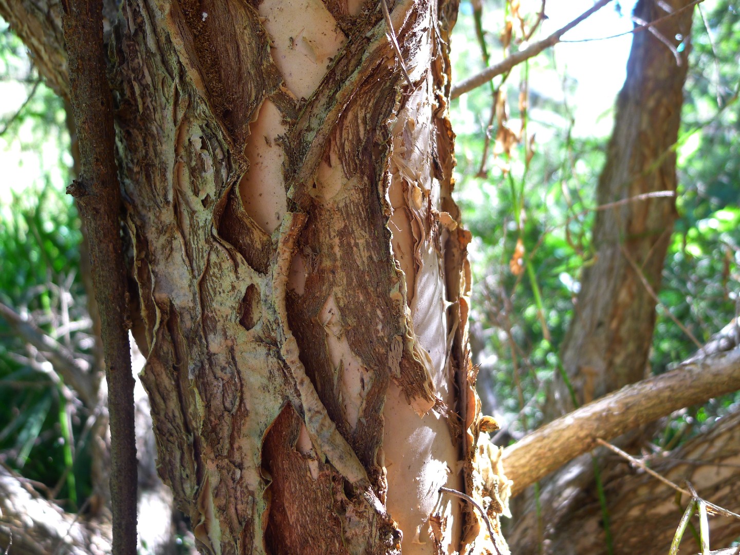Prickly-leaved paperbark (Melaleuca styphelioides) Flower, Leaf, Care ...
