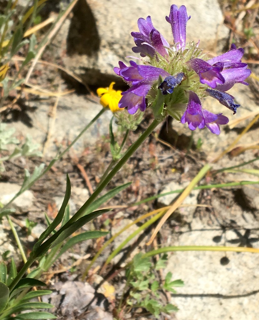 Penstemon heterodoxus - PictureThis