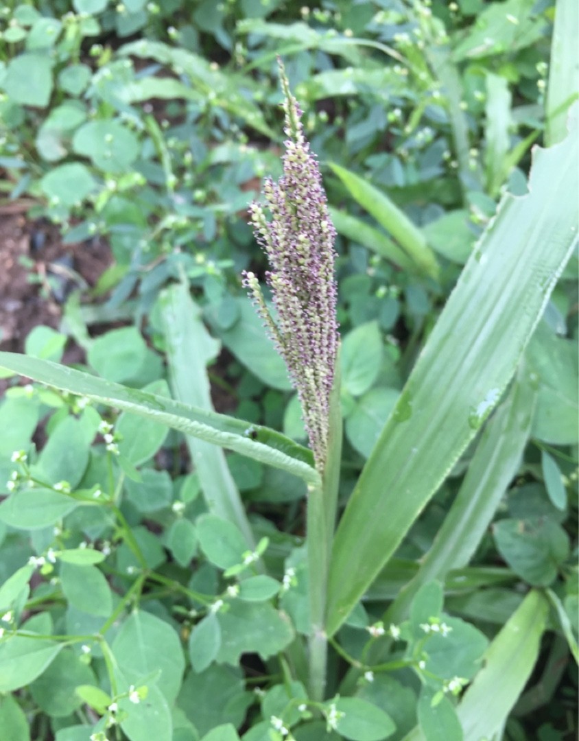 Where To Place Vasey's grass In Feng Shui? (Characteristics, Direction ...