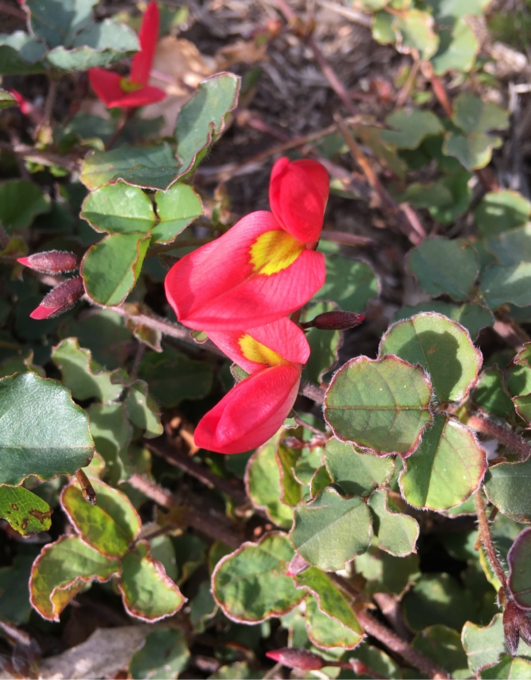 Coral pea Care (Watering, Fertilize, Pruning, Propagation) - PictureThis