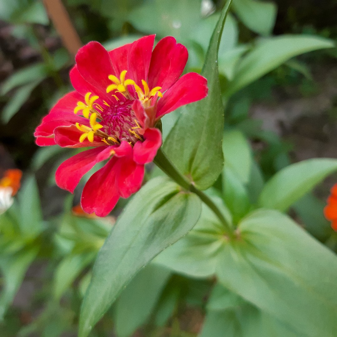 Zinnias (Zinnia) Flower, Leaf, Care, Uses - PictureThis