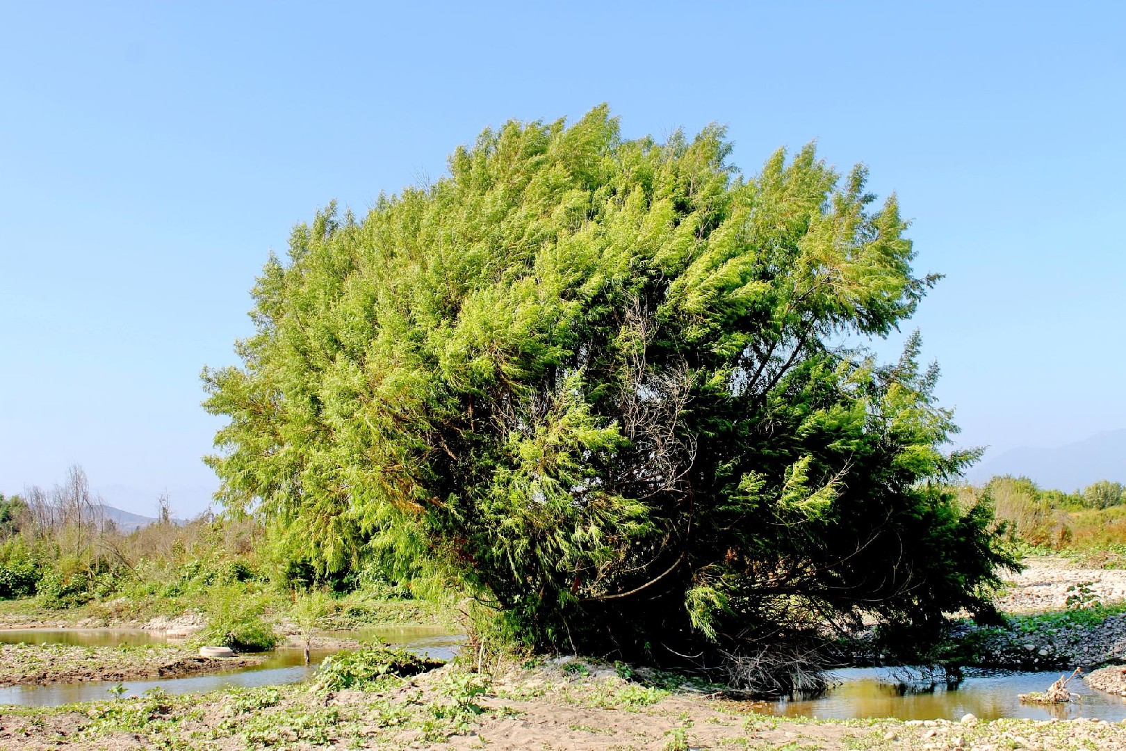 Chilean pencil willow (Salix humboldtiana) Flower, Leaf, Care, Uses ...