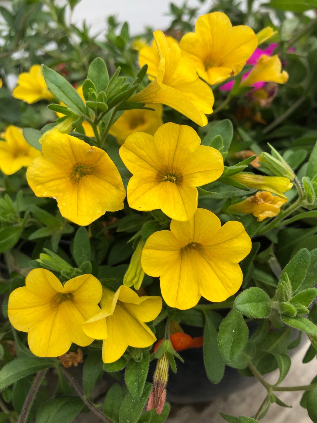 Calibrachoa - PictureThis