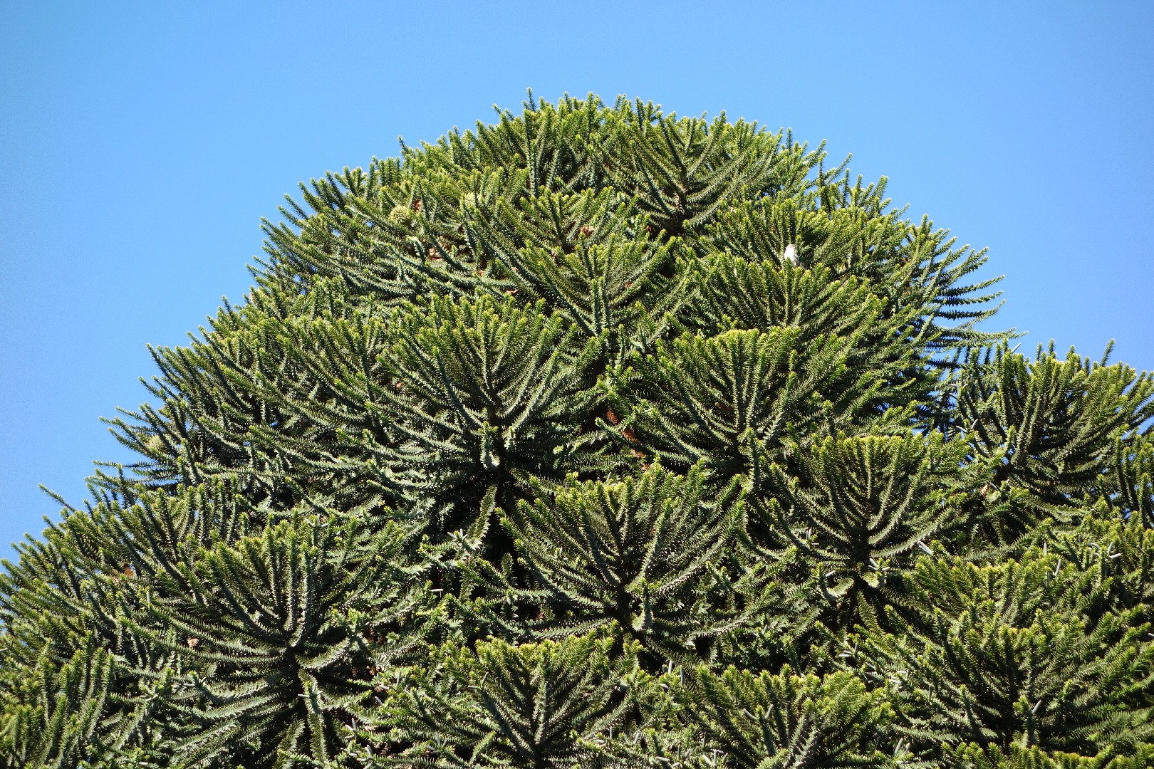 Araucaria australiana (Araucaria bidwillii) - PictureThis
